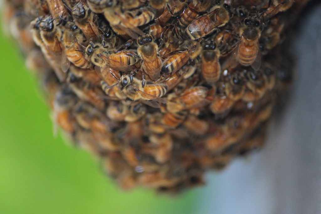 Bee Swarm - Beekeepers Association of the ACT can relocate your bees.