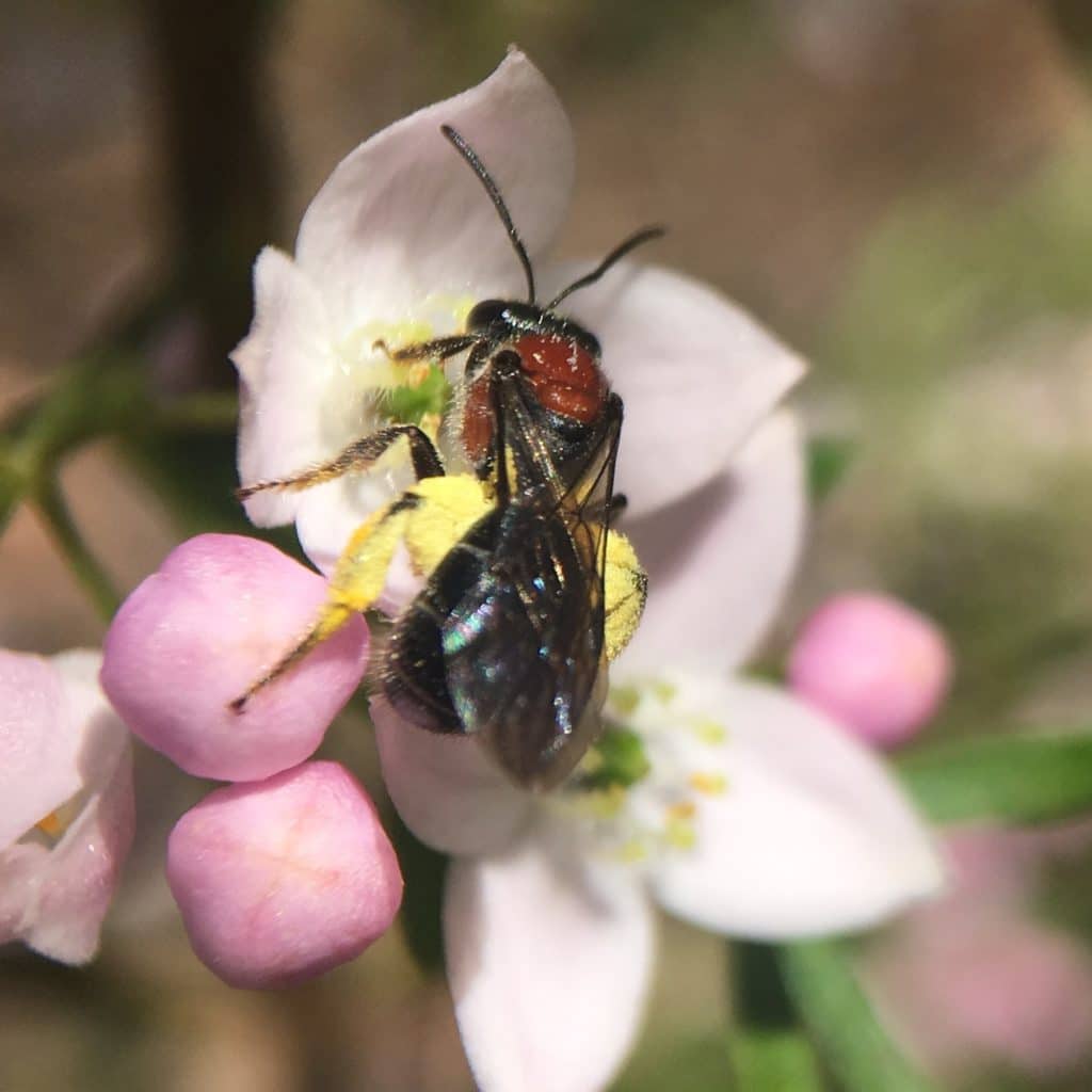 SIG - Native Bees - ACT Beekeepers Association