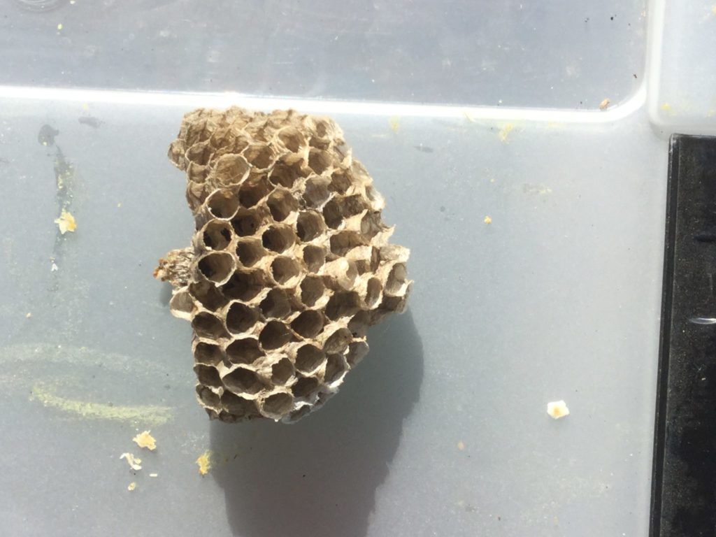 Bee Buzz Box December 2018 Social organisation of ants, bees and wasps ...