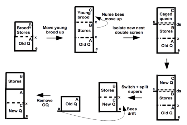 Bee Buzz Box - October 2019 - David and Goliath Requeening - ACT ...