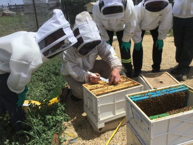 Bee Buzz Box - October 2019 - David and Goliath Requeening - ACT ...