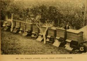 Bee Buzz Box February 2020 Doubling Hives - Part II The Wells System ...