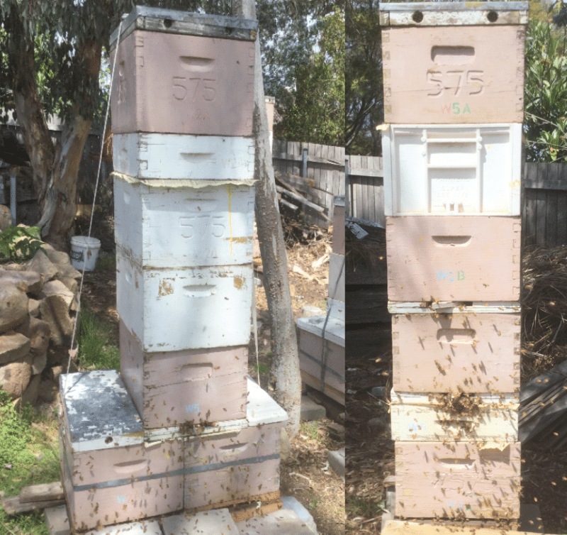 Bee Buzz Box December 2019 Doubling Hives - Part I Doubled vs Two-Queen ...