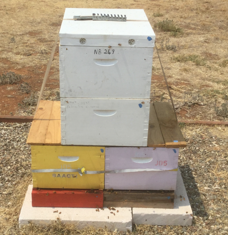 Bee Buzz Box December 2019 Doubling Hives - Part I Doubled vs Two-Queen ...