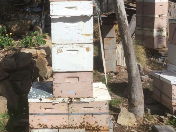 Bee Buzz Box February 2020 Doubling Hives - Part II The Wells System ...