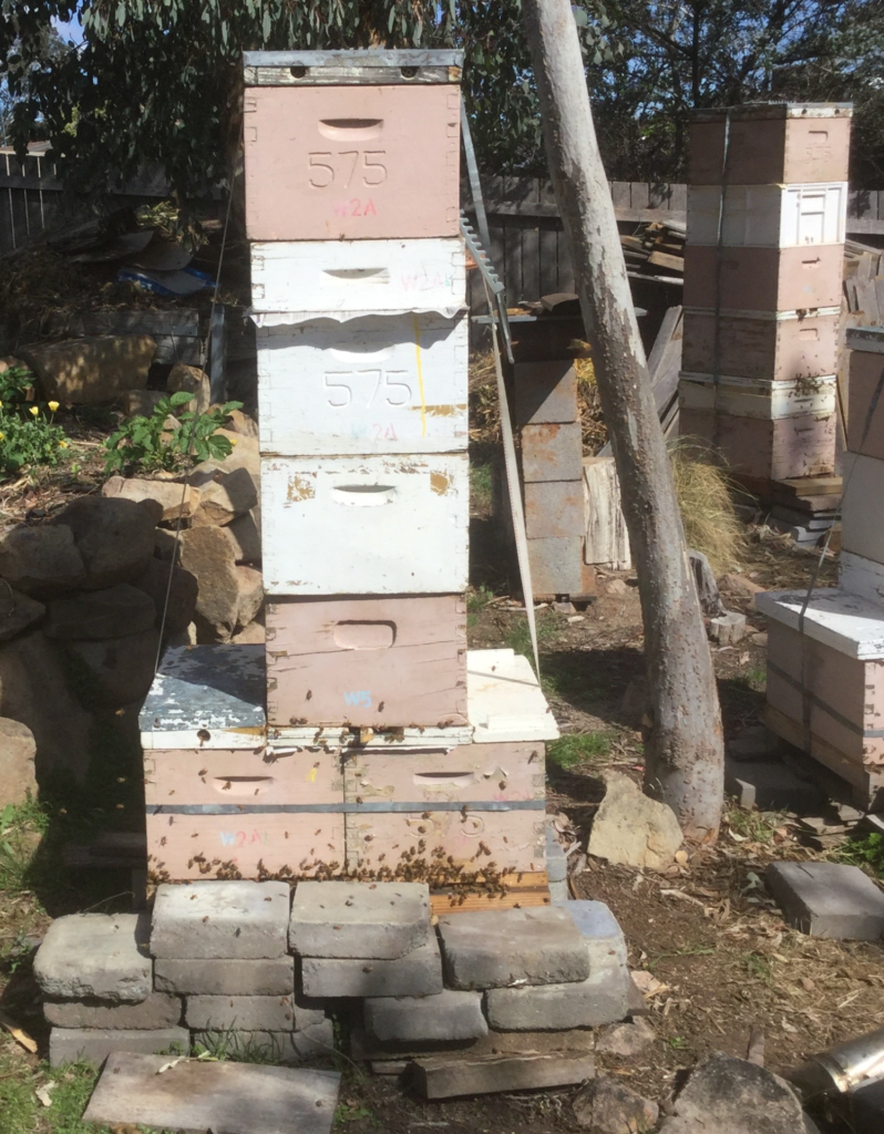 Bee Buzz Box - March 2020 Honey Bee Hive Architecture - ACT Beekeepers ...
