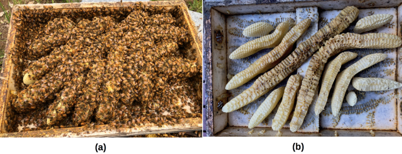 Bee Buzz Box - February 2021 Going Overboard Part II - Hive Lids ...