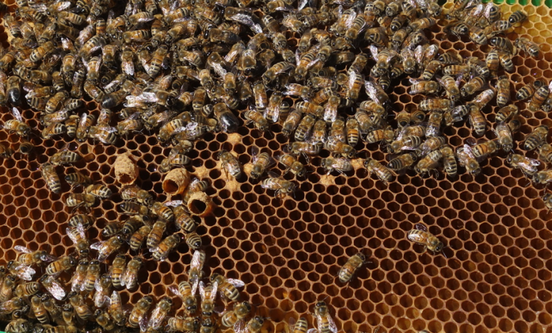 Bee Buzz Box – October 2022 Honey Bee Colony Dynamics Part II – Queen ...