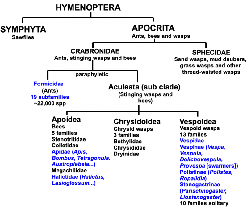 Bee Buzz Box June 2023 The Catacomb Part II – Stinger Wasp Comb - ACT ...