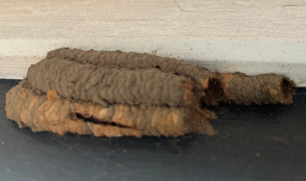 Bee Buzz Box June 2023 The Catacomb Part II – Stinger Wasp Comb - ACT ...