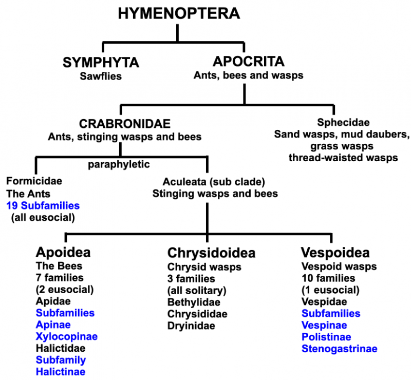Bee Buzz Box – August 2023 Let's Talk about Wasps - ACT Beekeepers ...