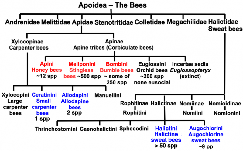 Bee Buzz Box October 2023 The Social Life of Bees Part II – The Sweat ...